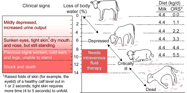 Rehydration therapy.cmap